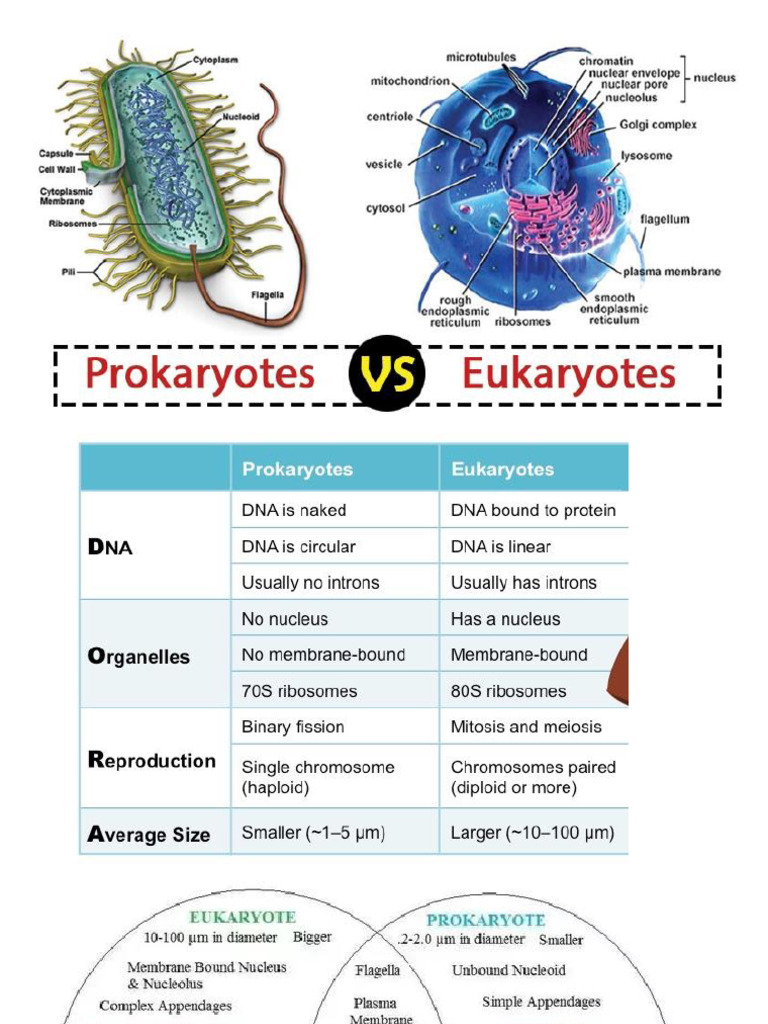 1 Prokaryotes Vs Eukaryotes Pdf