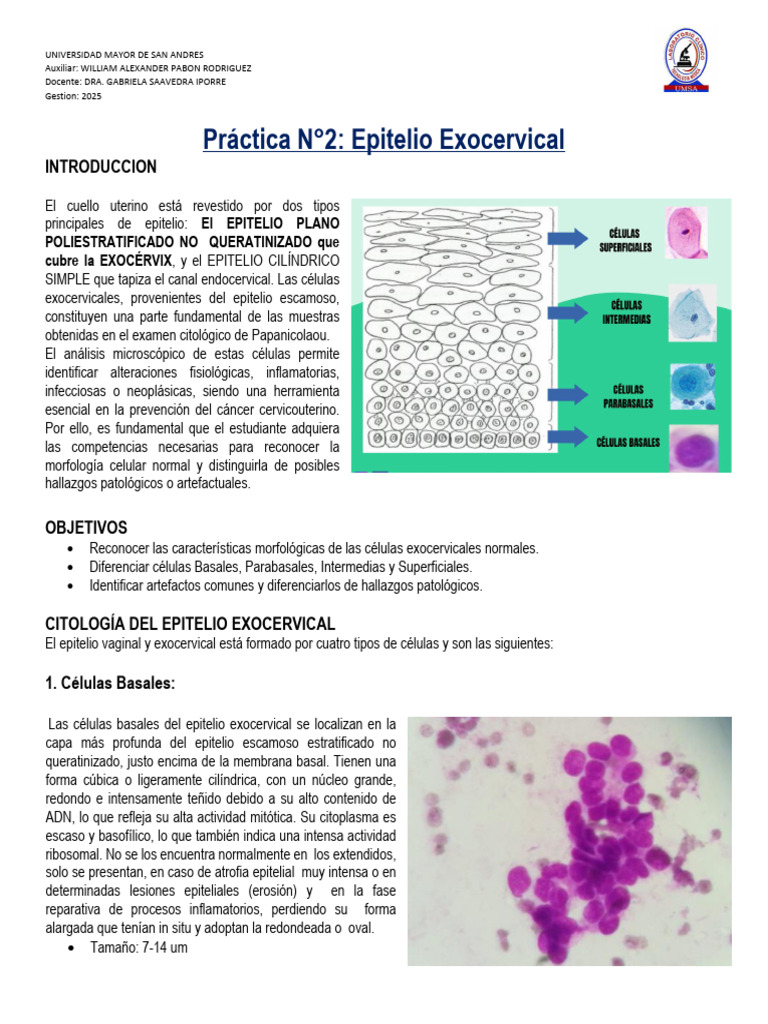 Practica N°2 Epitelio Exocervical | PDF | Epitelio | Biología Celular)