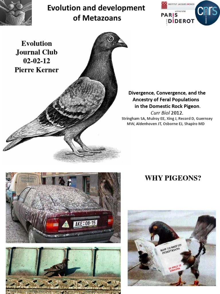 Pigeon | PDF | Species | Feather