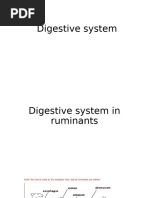 Non Ruminant Digestive System | PDF | Digestion | Stomach