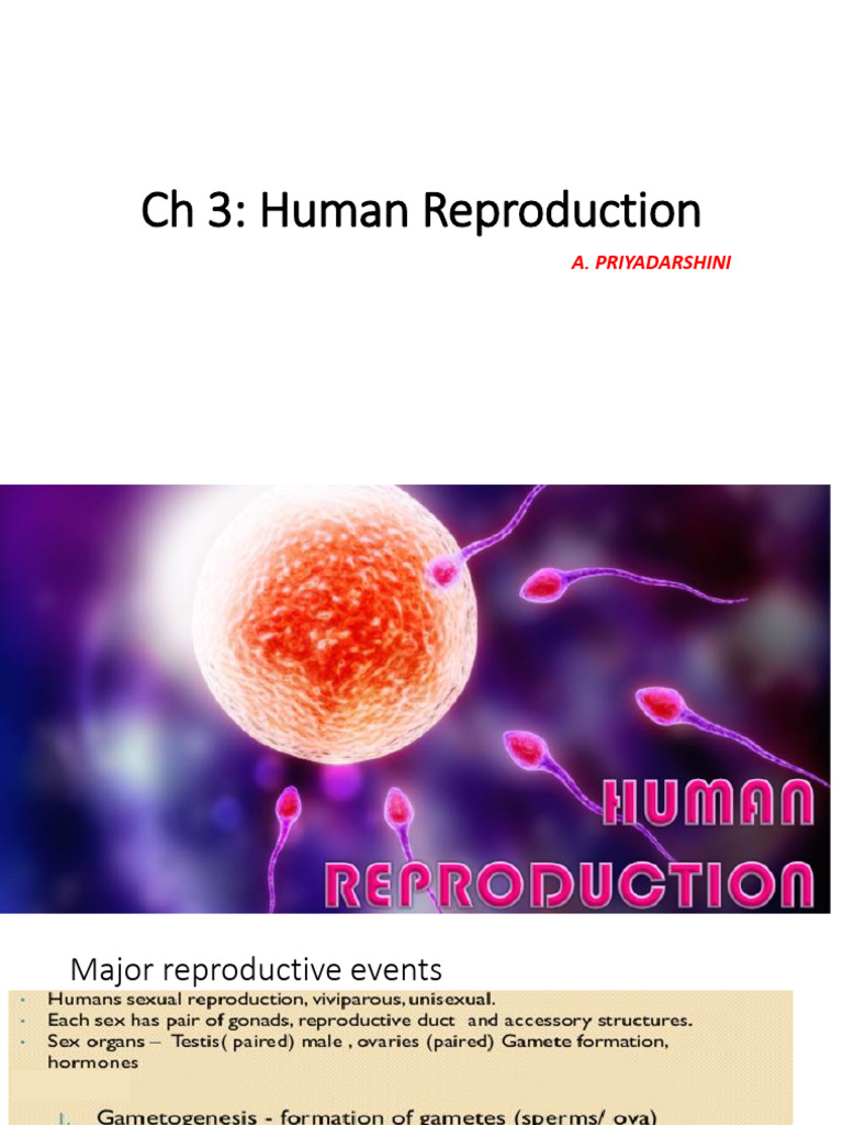 Ch-3 Human Reproductive System TEAMS | PDF | Testicle | Menstrual Cycle