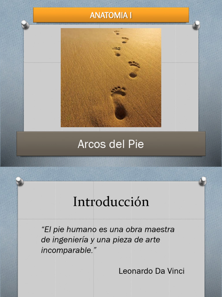 Anatomía de los Arcos Plantares del Pie | PDF | Pie | Sistema esquelético