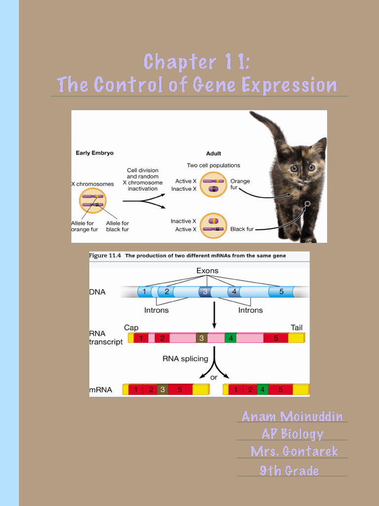 Chapter 11 - Gene Expression | PDF