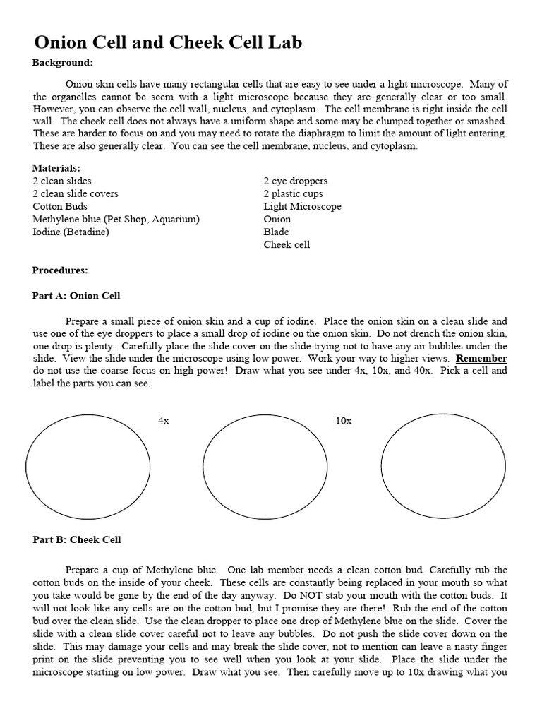Onion and Cheek Cell Lab Guide | PDF | Cell (Biology) | Anatomy