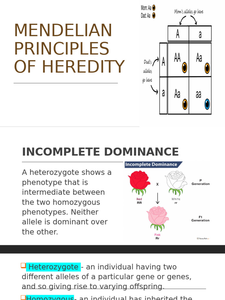 Mendelian Inheritance Law | PDF
