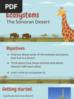 Sonoran Desert Ecosystem Guide | PDF | Food Web | Ecosystem