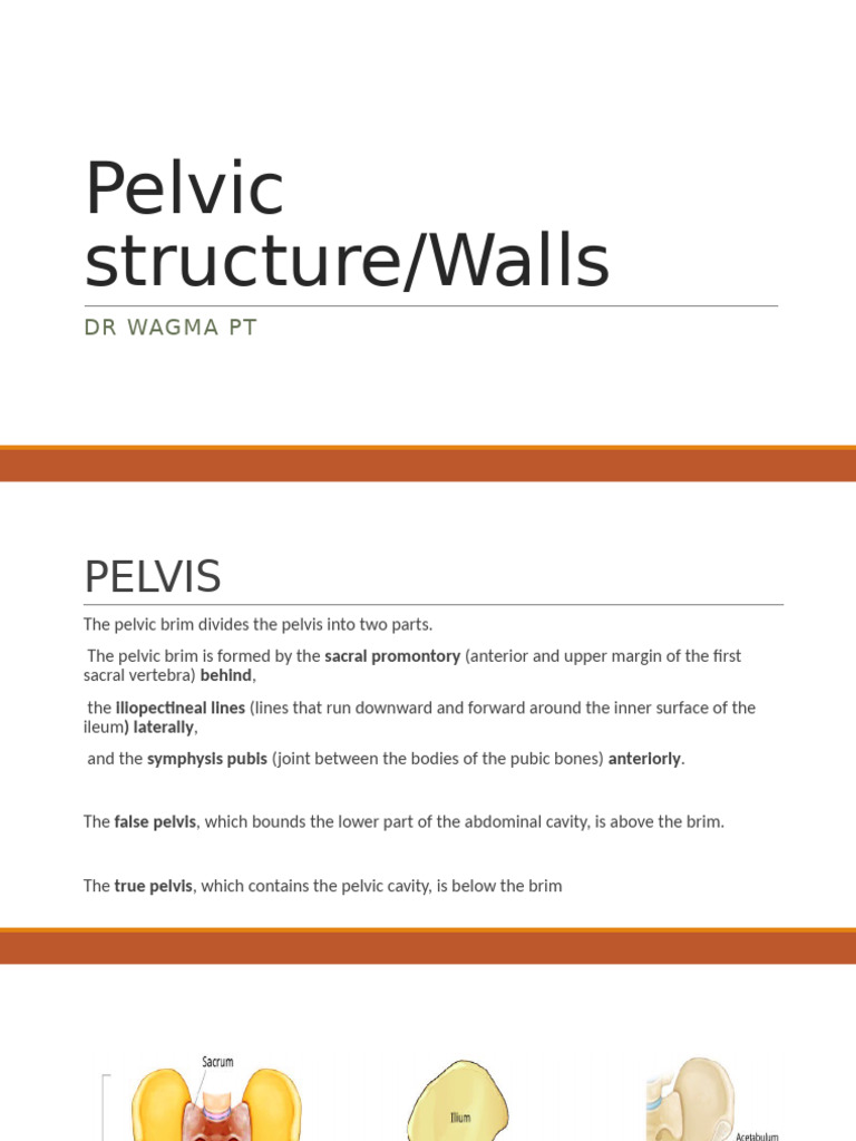 Anatomy of the Pelvic Brim | PDF | Pelvis | Vertebra