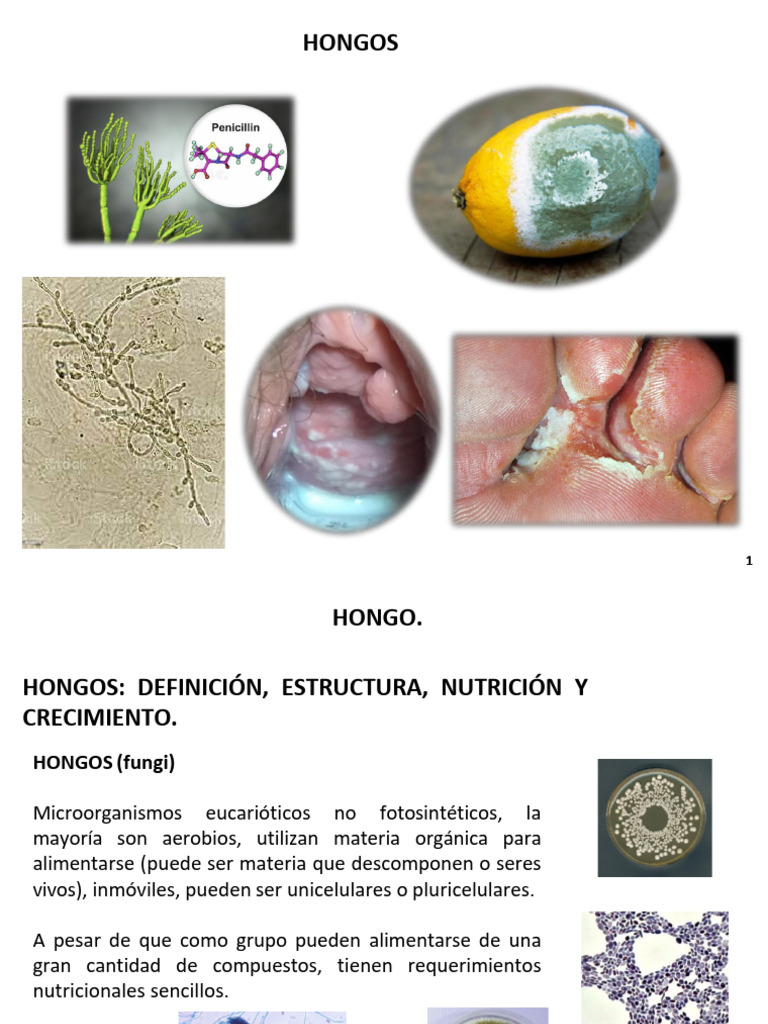 Hongos Generalidades | PDF | Hongo | Molde