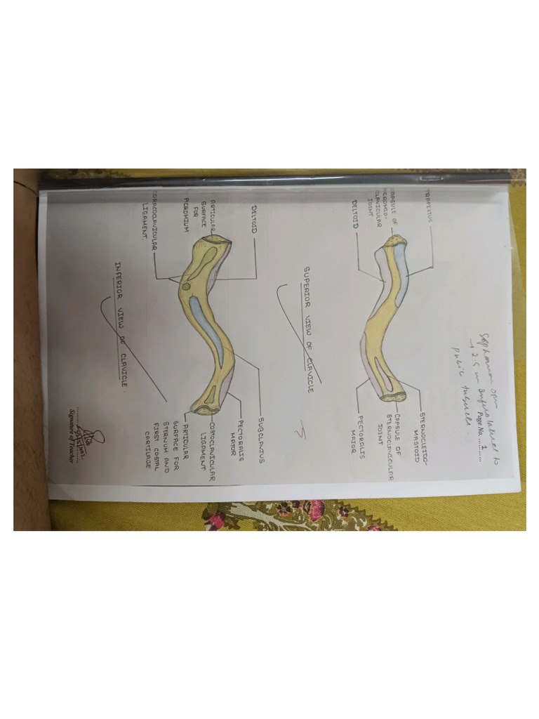 Gross Diagram | PDF