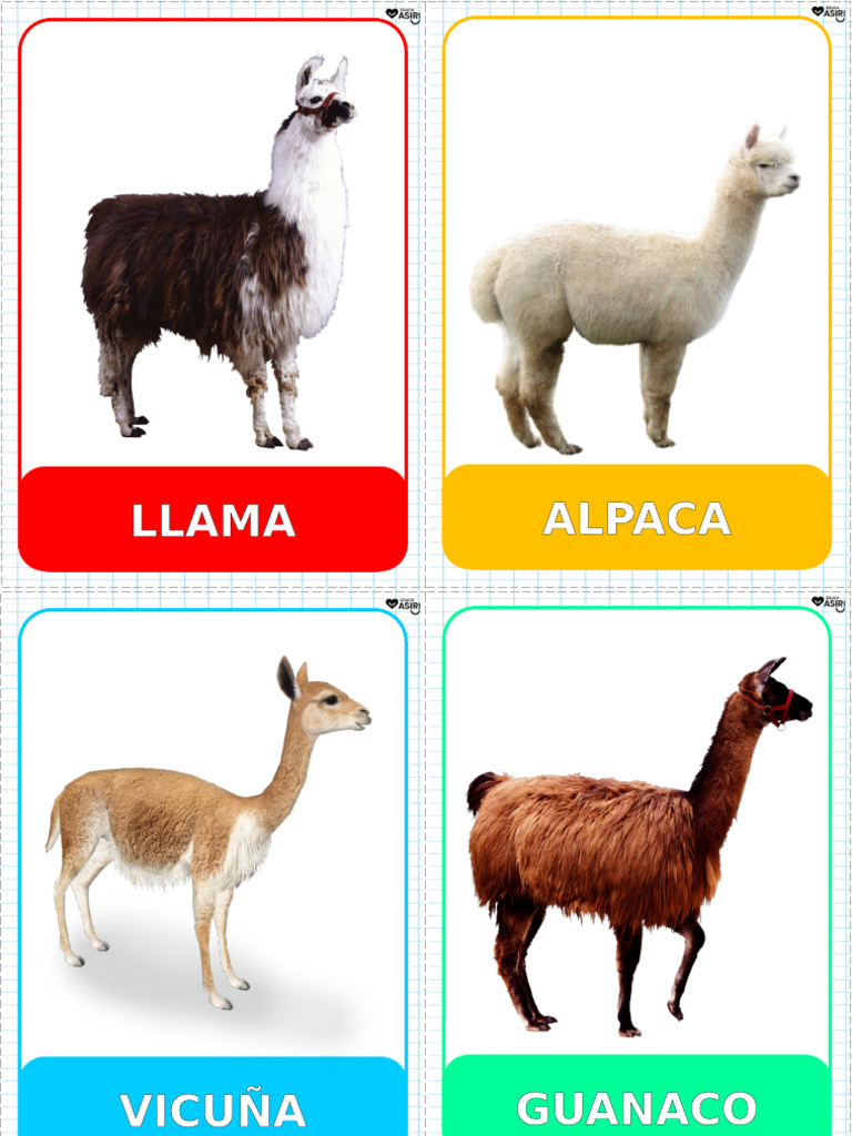 Recursos UD8 S2 - Flashcards Animales | PDF