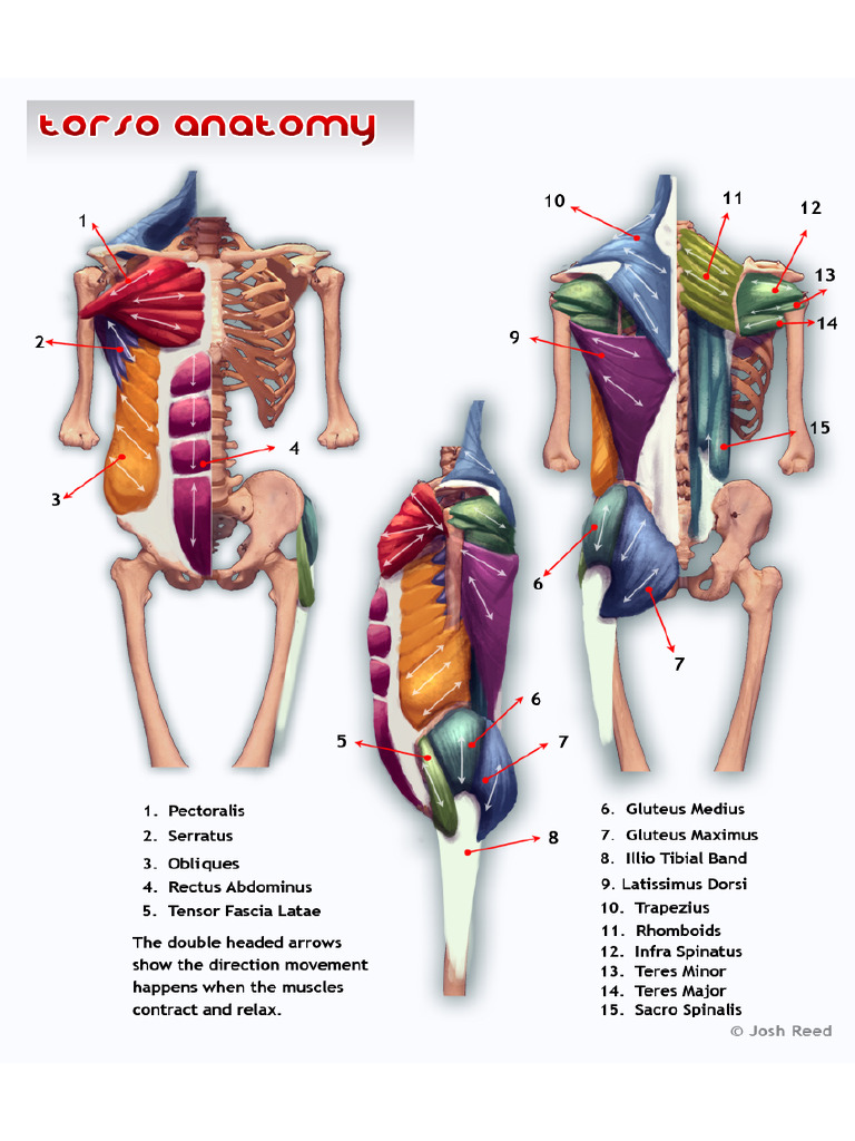 Torso Anatomy | PDF