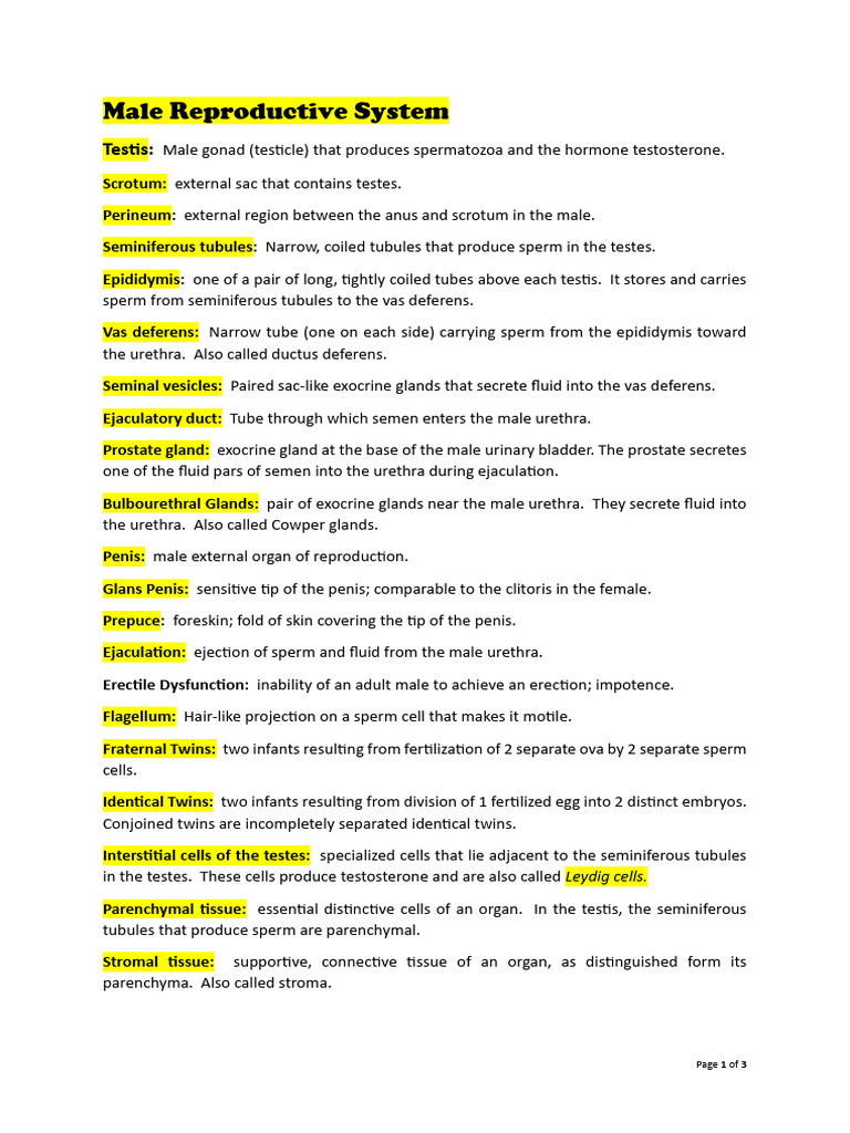 Male Reproductive System | PDF | Testicle | Prostate