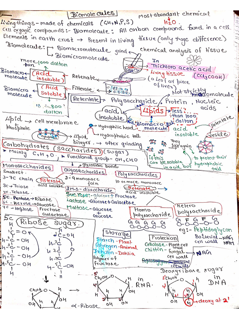 Biomolecules Bio Class 11th Short and Beautiful Notes For Neet | PDF