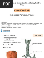 Anatomia de Via Aerea Inferior | PDF | Pulmón | Anatomía