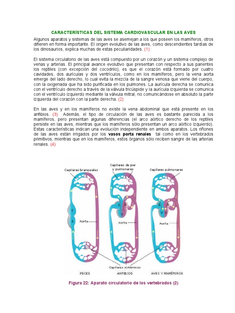 Cardio Aves | PDF | Corazón | Sistema circulatorio