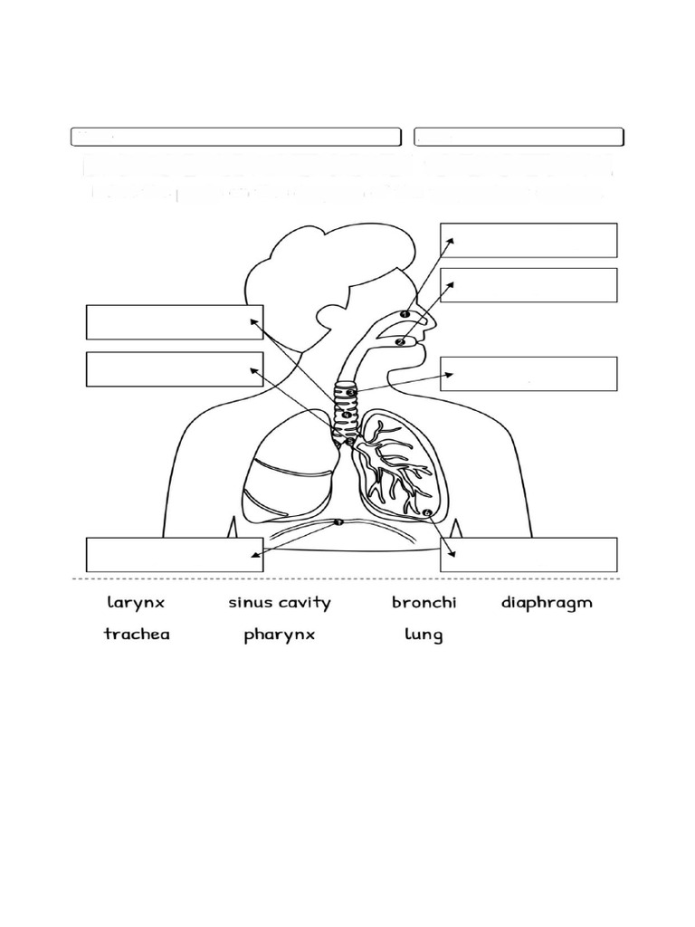 Respiratory System - Label Parts | PDF