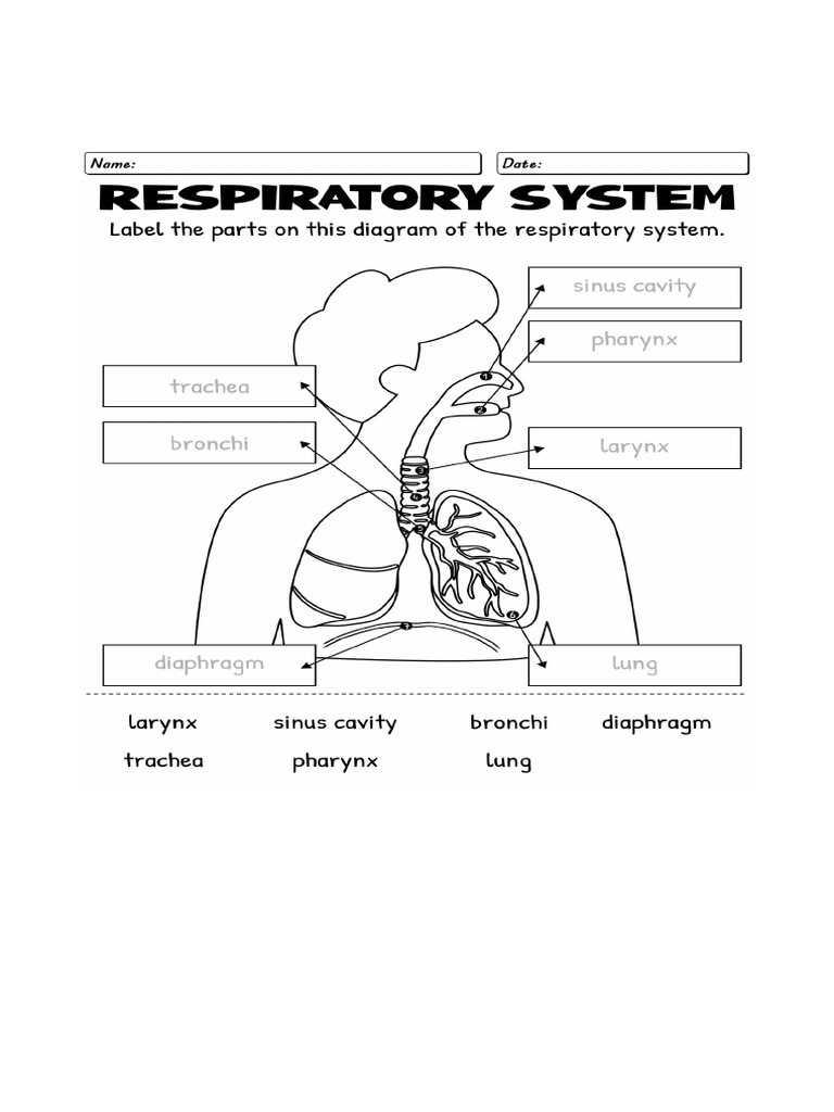 Printablee.com Respiratory System Worksheet Answers 175130.Png (1) | PDF