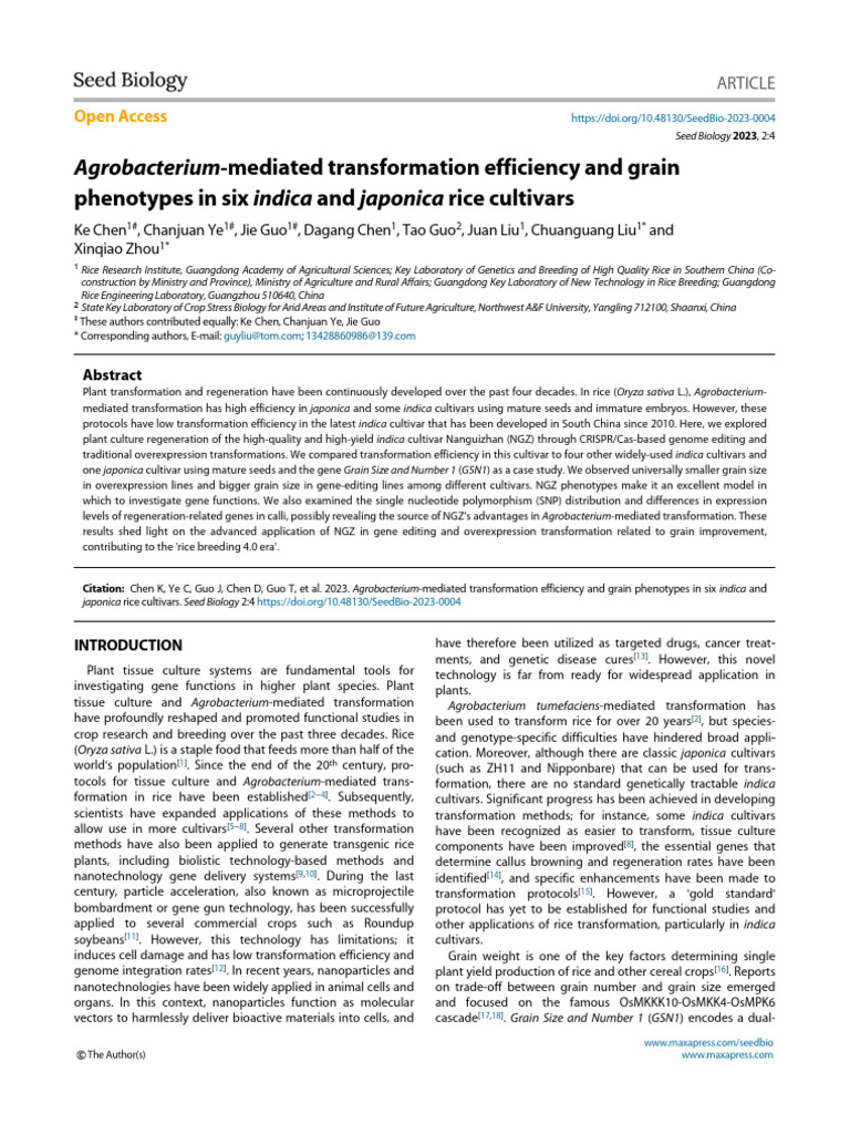 Agrobacterium-Mediated Transformation Efficiency and Grain Phenotypes ...