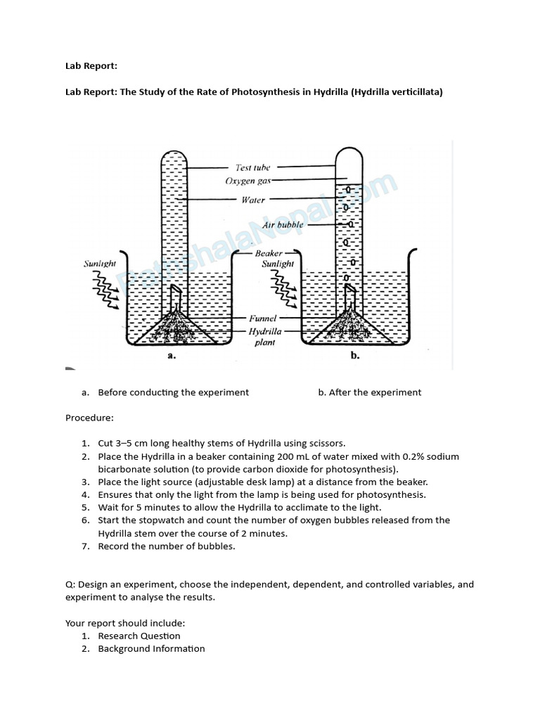 Criterion B C Task - Grade 10 2 | PDF
