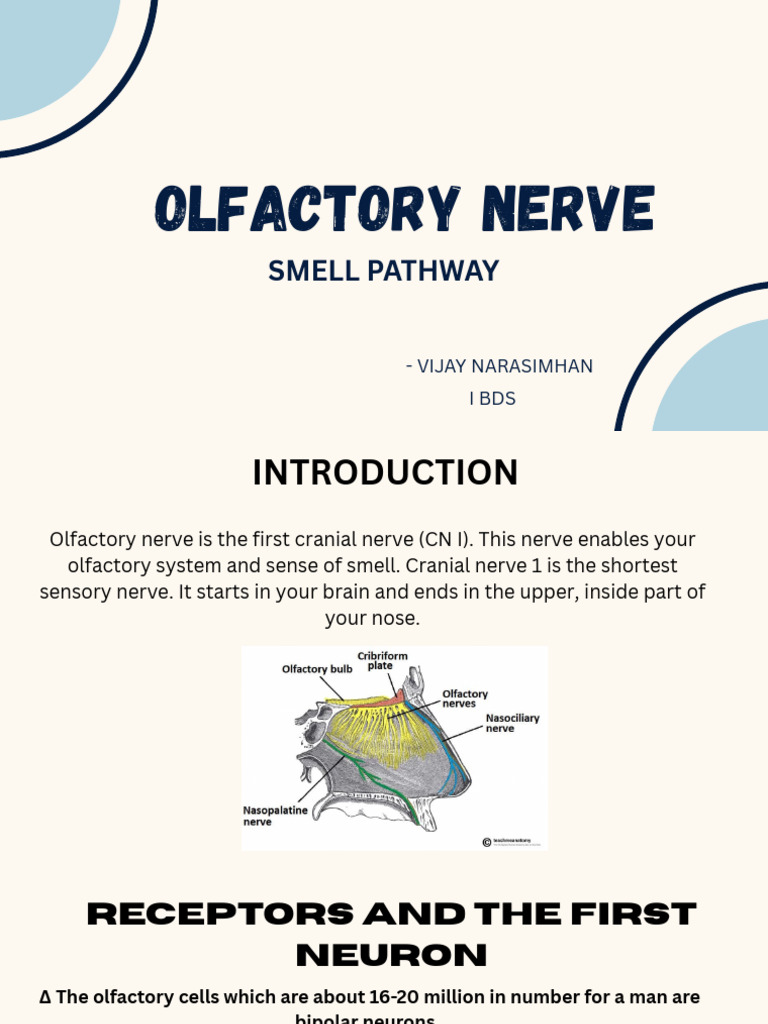Olfactory Nerve - 20250629 - 205703 - 0000 | PDF
