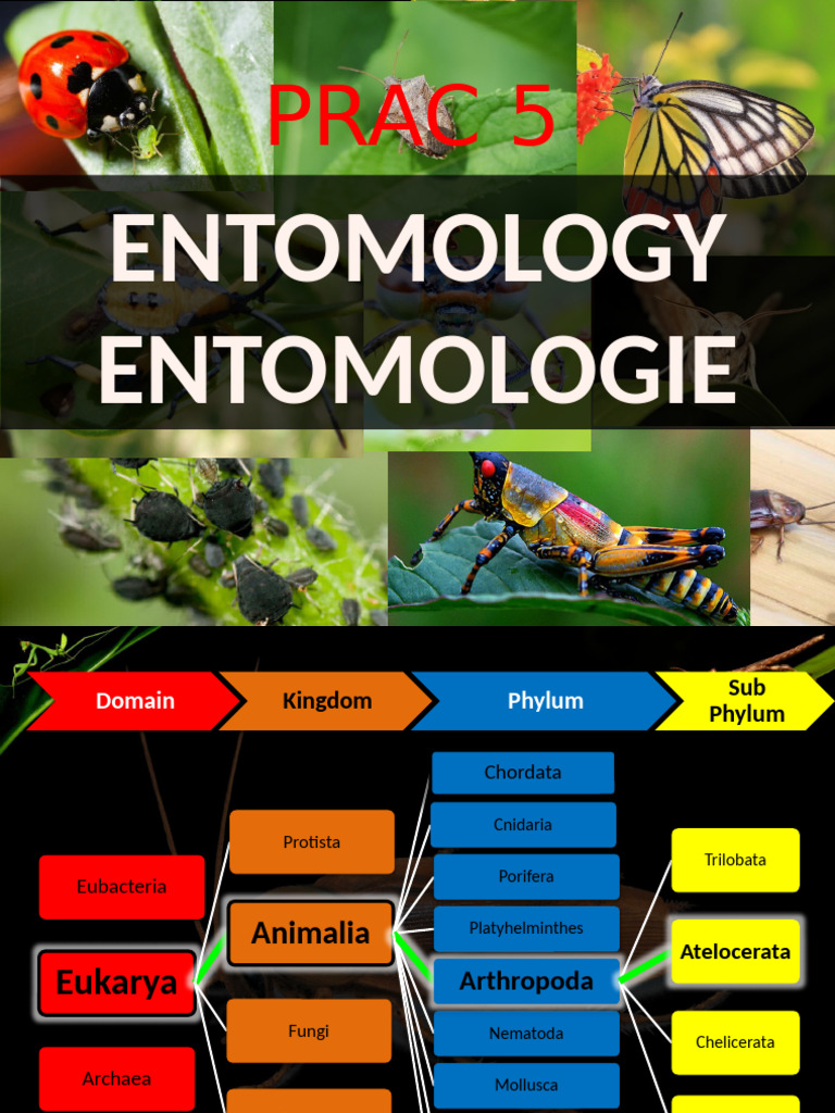 32 Insect Orders Overview | PDF | Fly | Arthropods