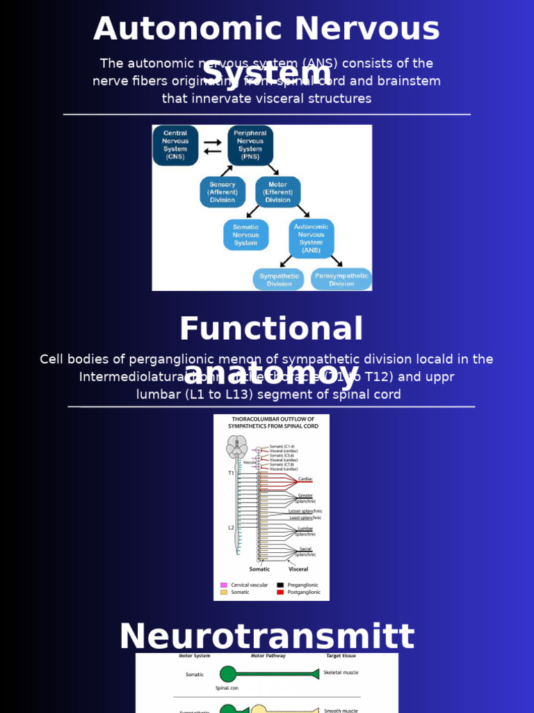 Autonomic Nervous System | PDF