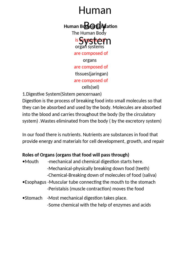 Human Body Systems: Digestive & Respiratory | PDF | Lung | Respiratory ...