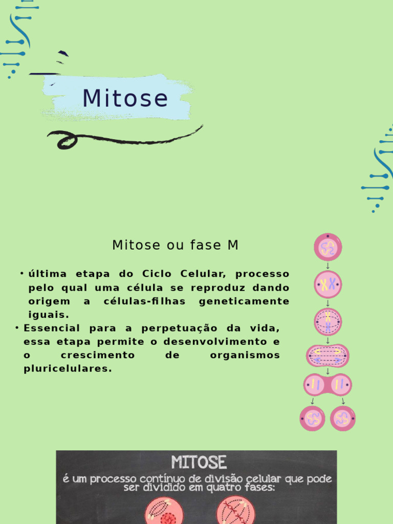 Ciclo Celular- Mitose e Meiose | PDF | Meiose | Mitose