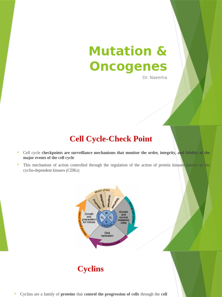 Oncogenes & Mutataion | PDF | Cell Cycle | Oncogene