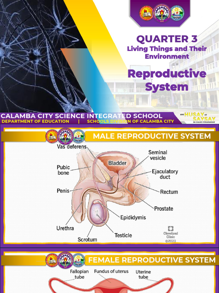 Module 1C. Reproductive System | PDF | Menstrual Cycle | Reproductive System