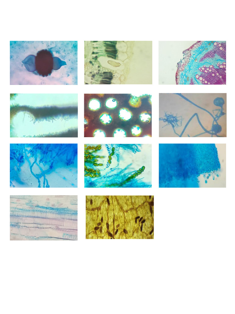 Several Images To Laboratory Practical | PDF