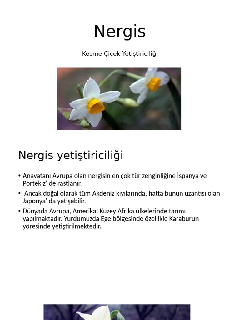NERGİS | PDF