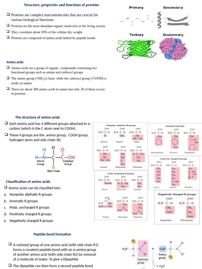 Structure Properties and Functions of Proteins | PDF | Proteins ...