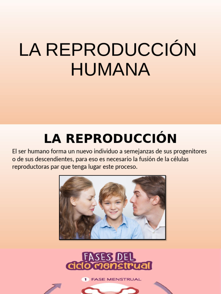 Proceso de Reproducción Humana | PDF
