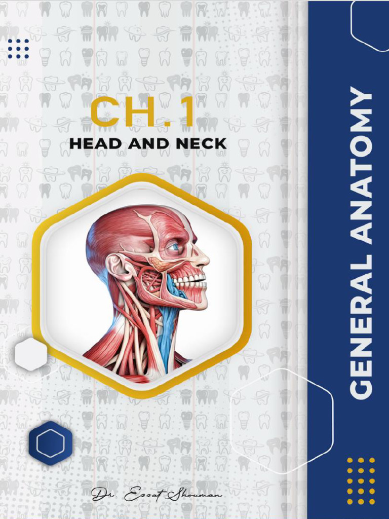 Anatomy Part 1 2025 | PDF | Vein | Common Carotid Artery