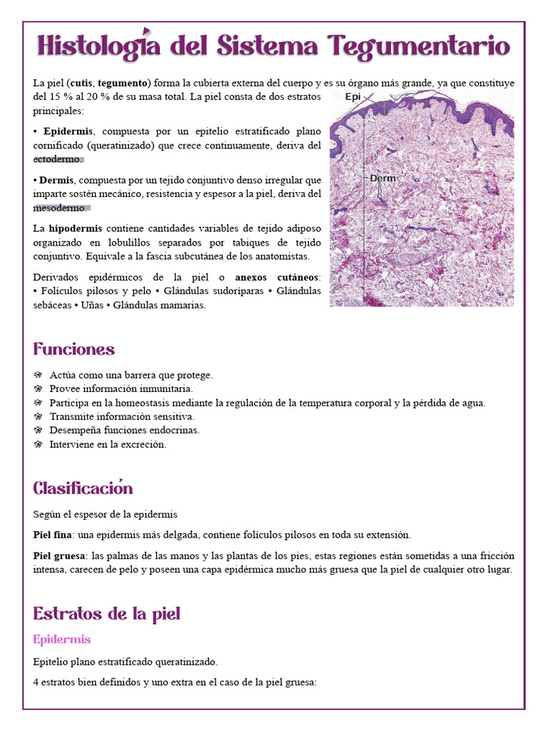 Histología y Embriología Del Sistema Tegumentario VSGT | PDF | Piel | Sistema tegumentario