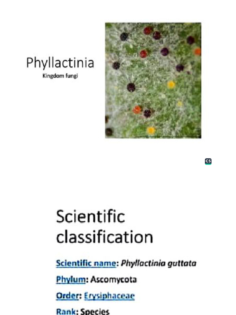 Phyllactinia | PDF