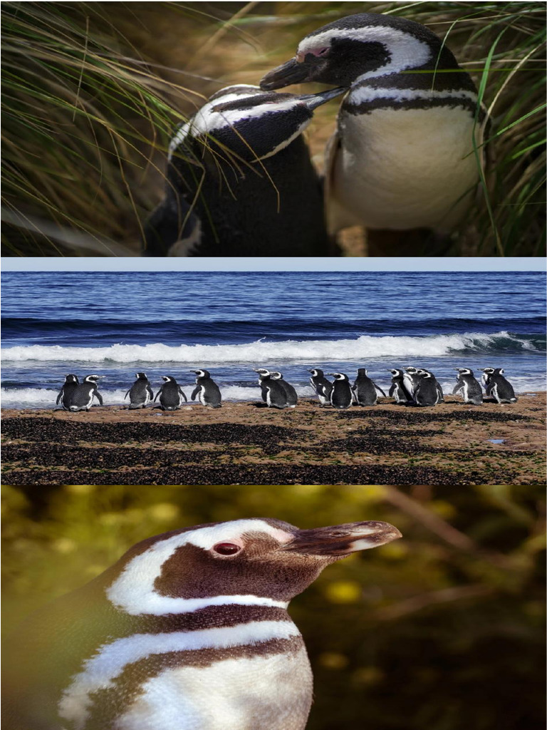 Pinguinos de Magallanes 2 | PDF