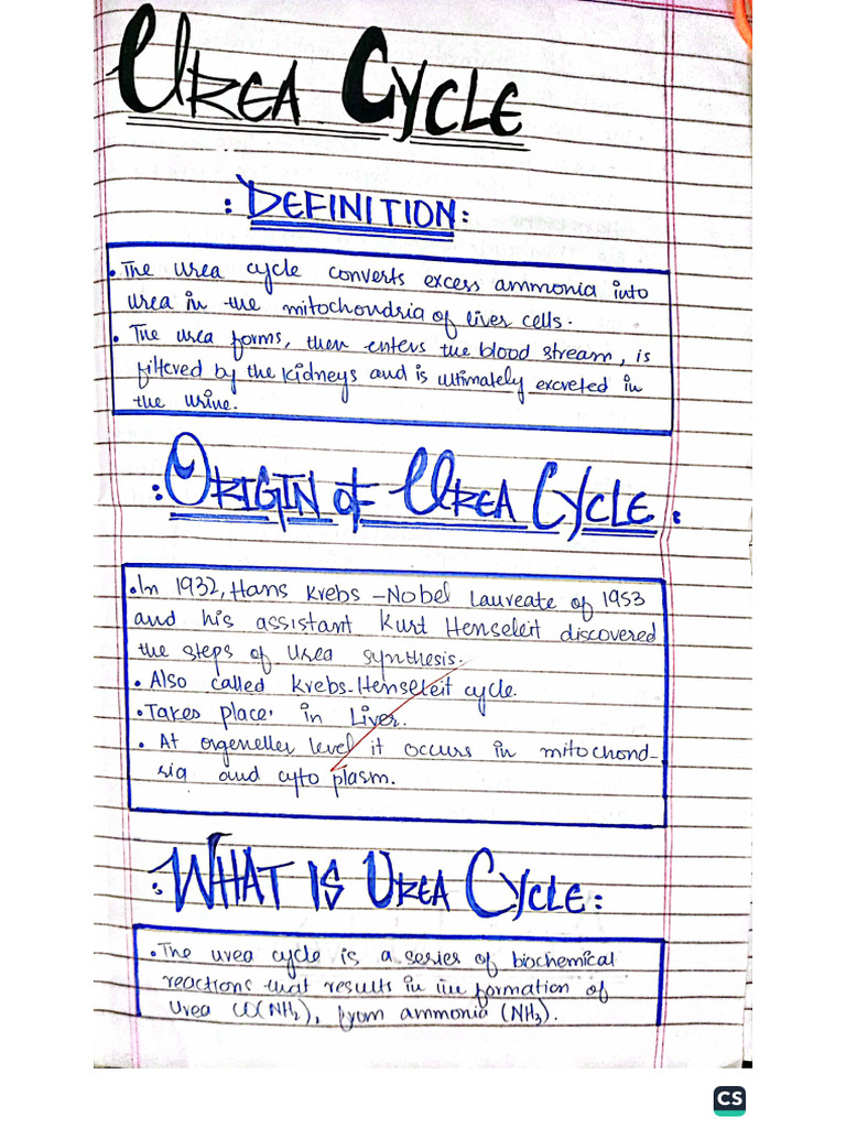Urea Cycle | PDF