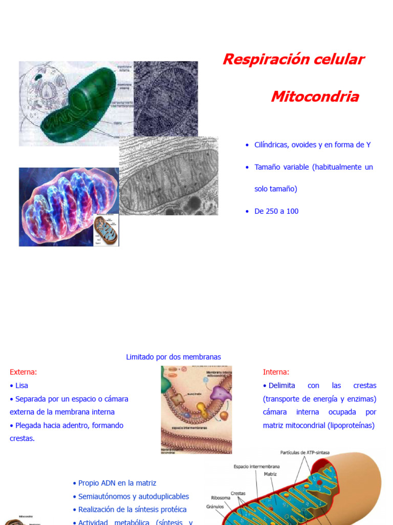 Respiración Celular | PDF | Trifosfato de adenosina | Respiración celular