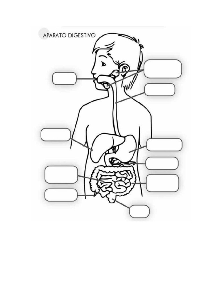 Actividad Evaluada | PDF