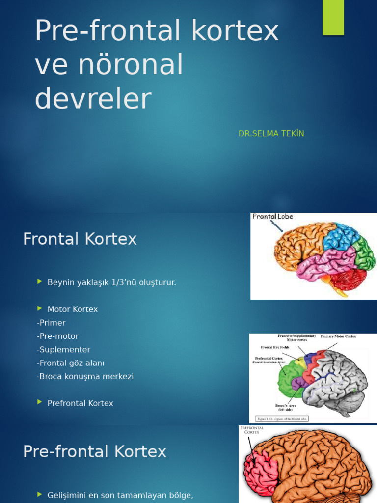 9. prefrontal korteks ve nöronal devreler | PDF