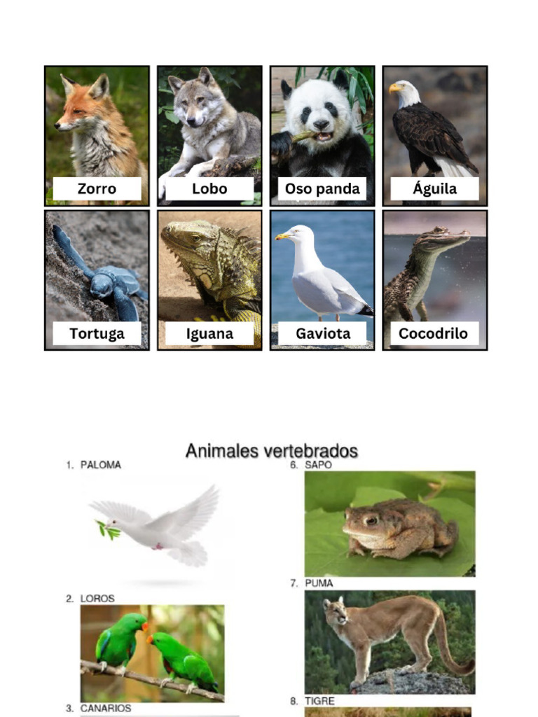 Animales Vertebrados | PDF