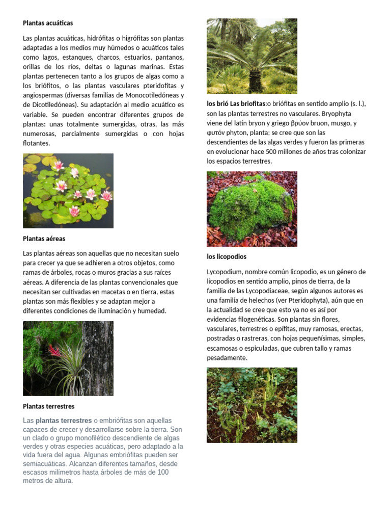 Tipos de Plantas: Acuáticas y Terrestres | PDF | Helecho | Plantas
