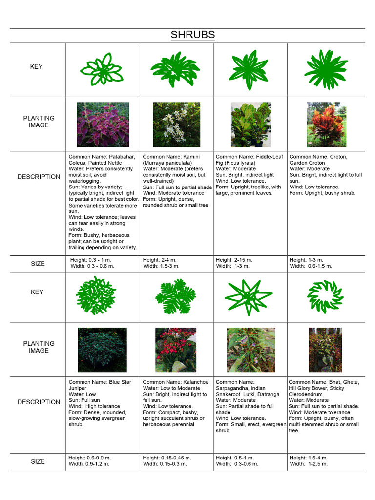 Patabahar Plant Care Guide | PDF | Shrub | Botany