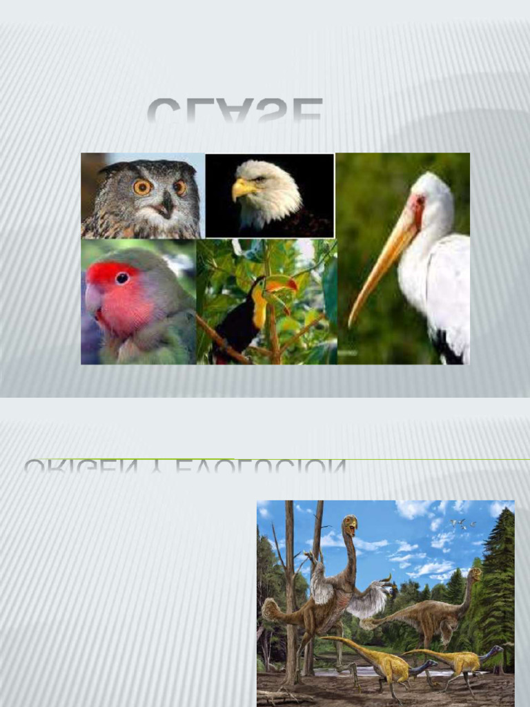 AVES PPTX | PDF | Aves | Pluma