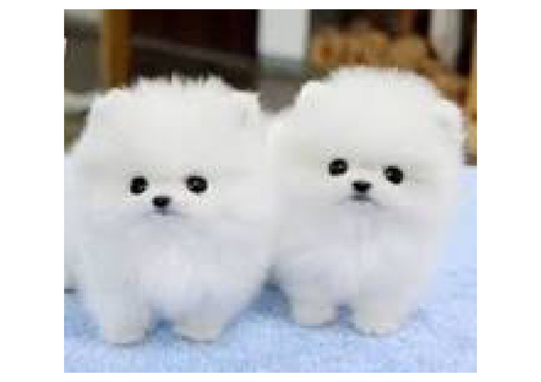 Perritos Animados | PDF