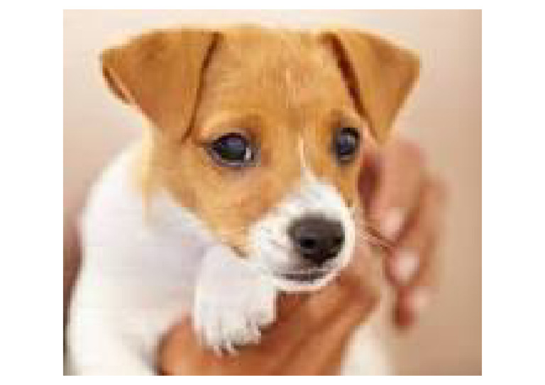 Descarga (1) Un Perrito Amarillo Animado | PDF