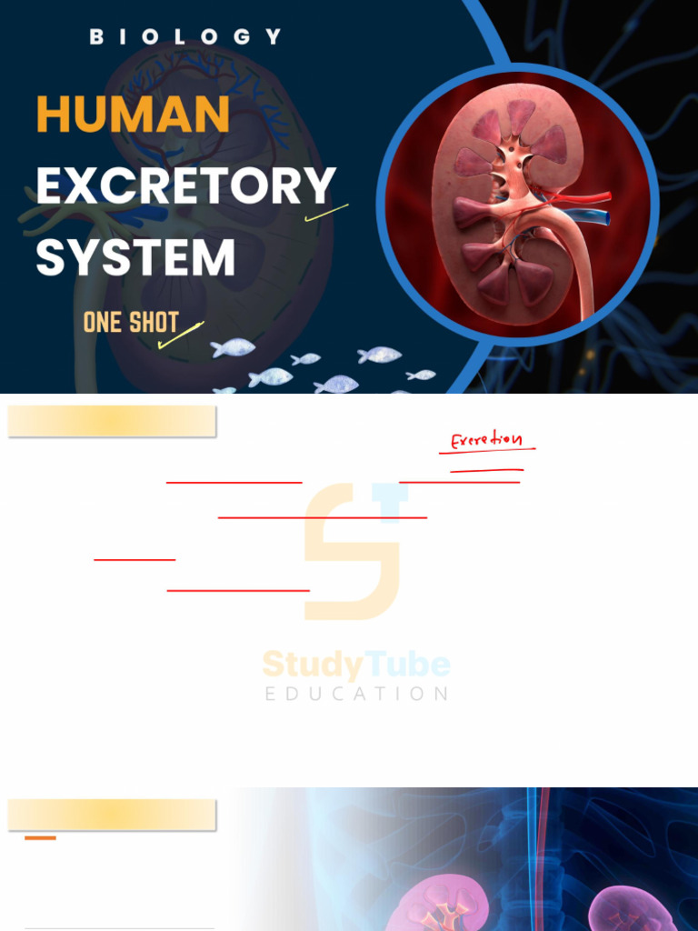 Excretory System - Lecture Note - 40716931 - 2024 - 11 - 04 - 22 - 25 ...