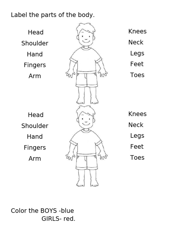 Label The Parts of The Body | PDF | Hand | Rectangle